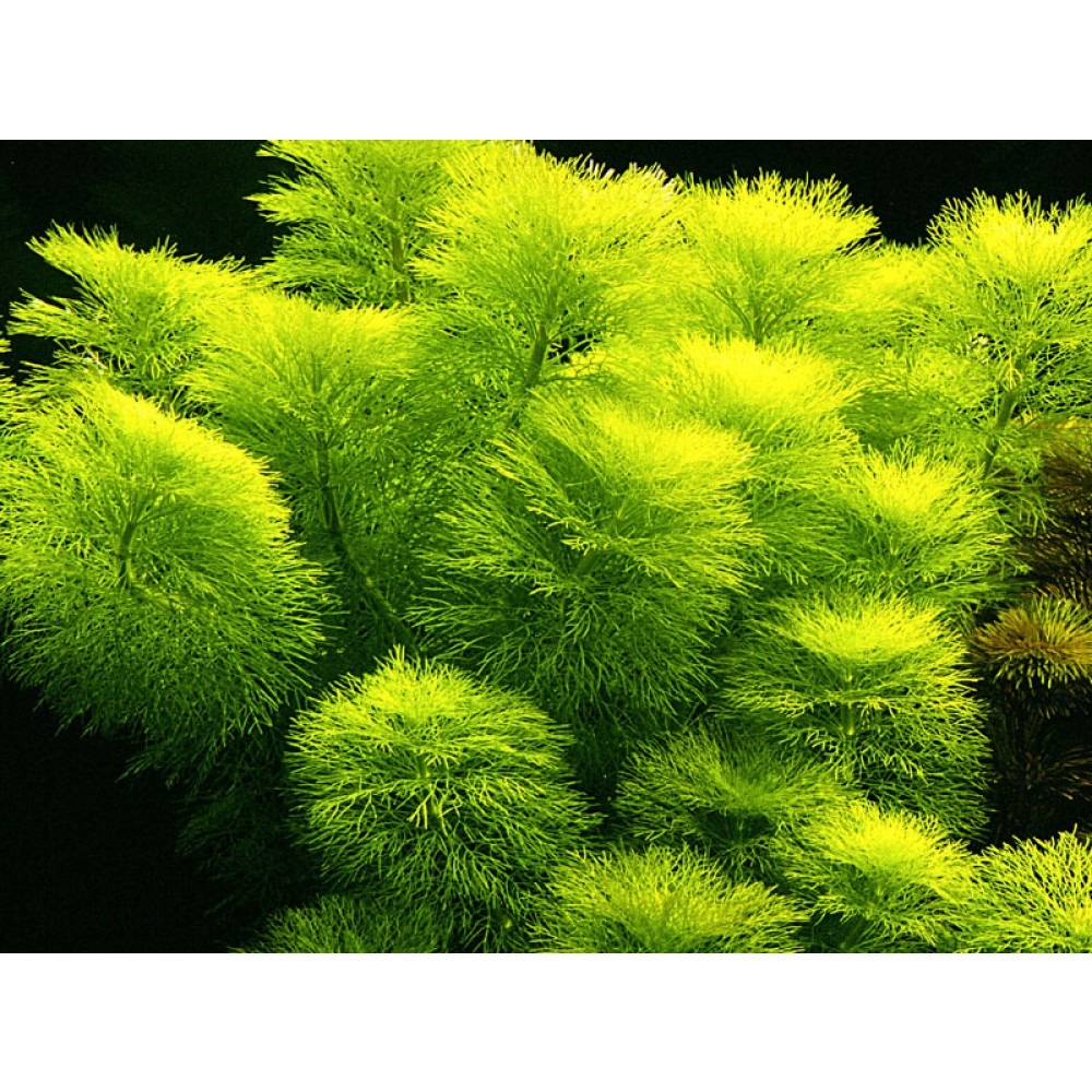 Ζωντανά Φυτά ενυδρείου: Limnophila aquatica