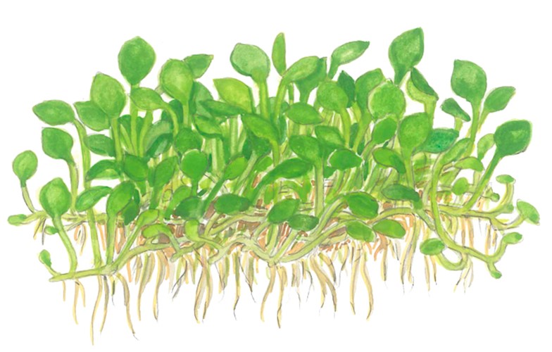 Ζωντανά Φυτά ενυδρείου: Marsilea crenata