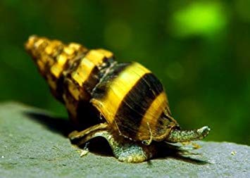 Σαλιγκάρια: Clea Helena Snail - Anentome snail