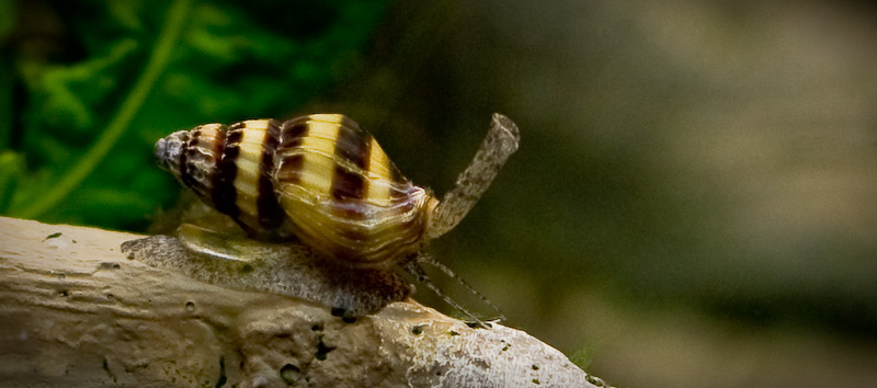 Σαλιγκάρια: Clea Helena Snail - Anentome snail